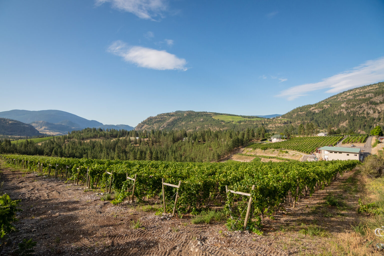 Stags Hollow an Okanagan Winery